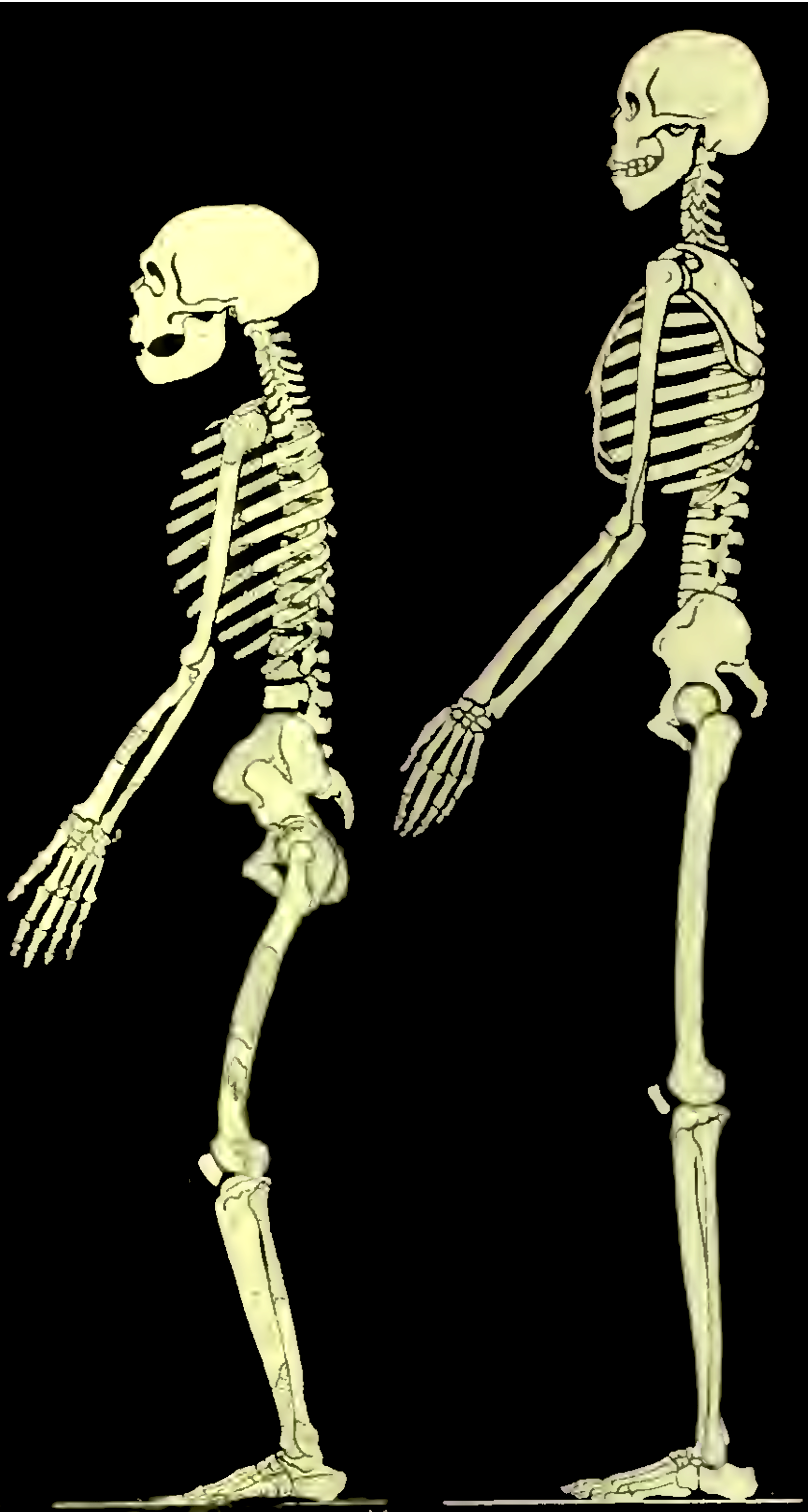 Qui est l’Homme de Neandertal ? – Archéologue